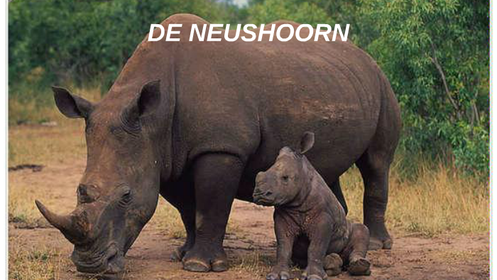 werkstuk neushoorn 2015 by merlijn van buren on Prezi