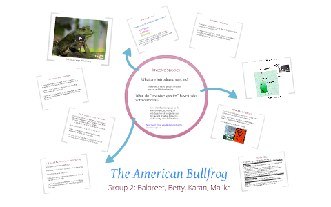 Invasive species: American bullfrog by Mal Baratov on Prezi