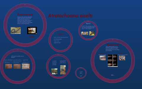 Atretochoana eiselti by Granpa Cheez on Prezi