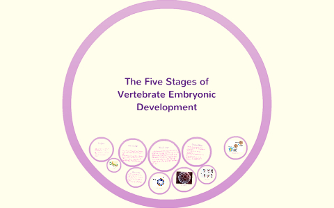 The Five Stages of Vertebrate Embryonic Development by Rachael ...