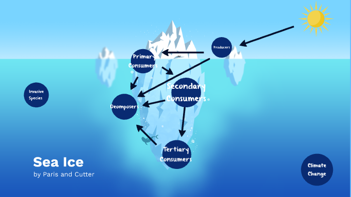 Sea Ice Food Web by Paris Pennington on Prezi
