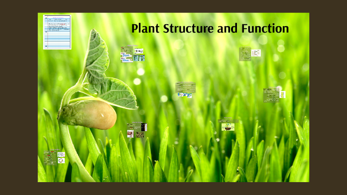 Plant Structure and Function by Rachel Esquibel on Prezi