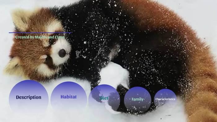 Red Panda by Clara Grégoire on Prezi