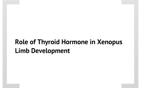 Role of Thyroid Hormone in Limb Growth in Xenopus Frogs by Chuck ...