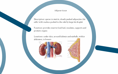 Exploration of the Human Body by Evan Chu on Prezi
