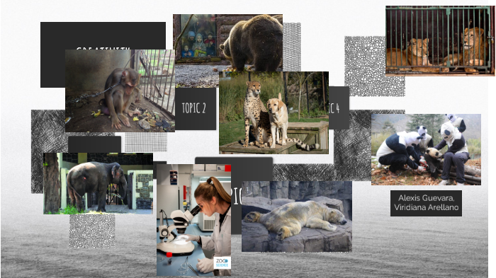 Zoo Controversy by Ale Arellano on Prezi