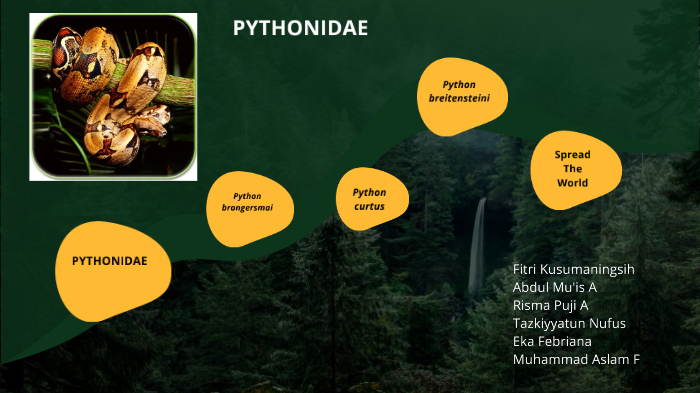 PYTHONIDAE by Aslam Malmsteen on Prezi