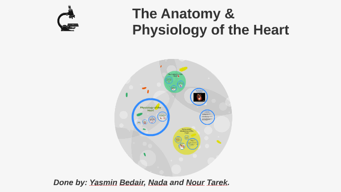 The Anatomy & Physiology of the Heart by on Prezi