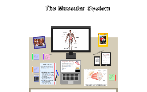 Muscular System by Andy Agan