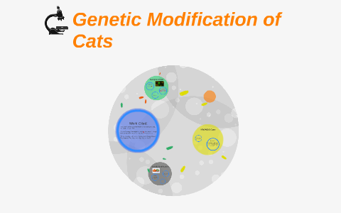 Genetic Modification of Cats by Victoria Tarlton on Prezi