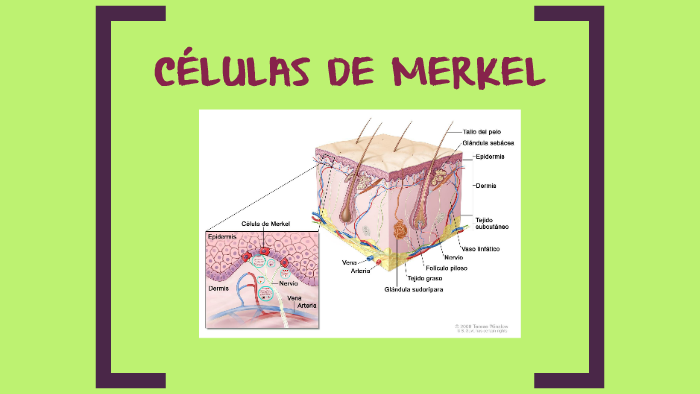 CELULAS DE MERKEL by jeimmy duarte on Prezi