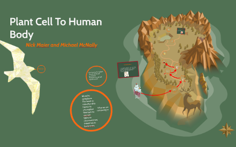 Plant Cell To Human Body by Michael McNally on Prezi