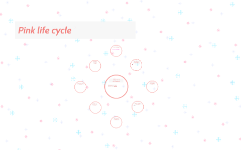 Pink life cycle by Arlette Ramirez on Prezi