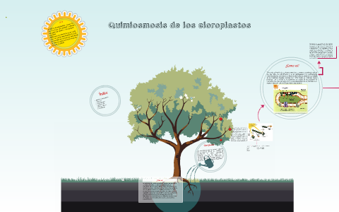Quimiosmosis de los cloroplastos by pilar santamaria on Prezi