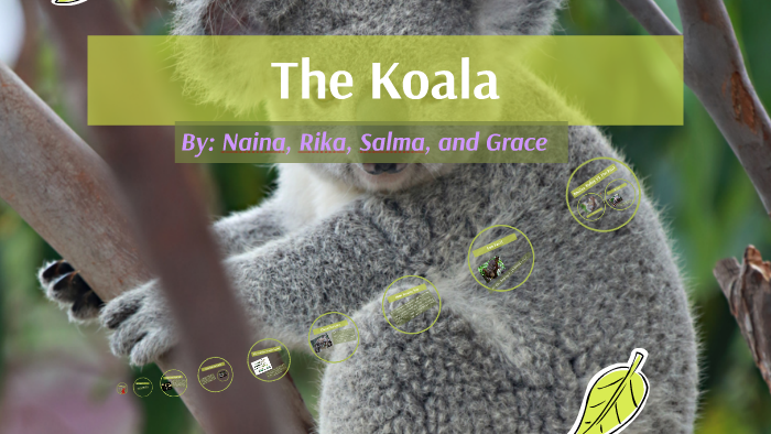 Koala Project by Naina A on Prezi