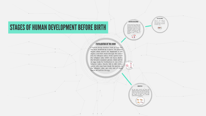 STAGES OF HUMAN DEVELOPMENT BEFORE BIRTH by Marian Olinares on Prezi