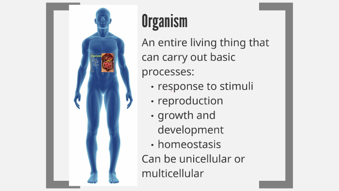 Levels of Organization in Living Things by on Prezi