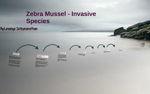 Zebra Mussel - Invasive Species by Lavanya Satkunam on Prezi