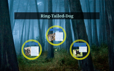 Ring-Tailed-Dog by on Prezi