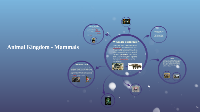 Animal Kingdom - Mammals by Sebastian Hopper on Prezi