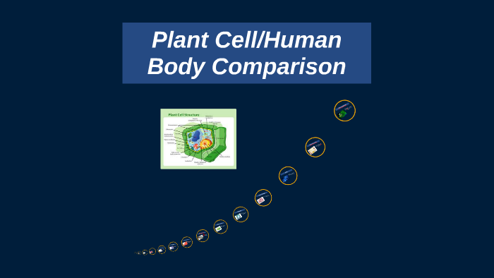 Plant Cell/Human Body Comparison by Camden Neal on Prezi