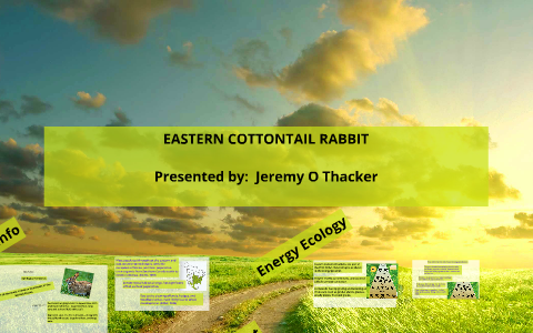 EASTERN COTTONTAIL RABBIT by Jeremy Thacker