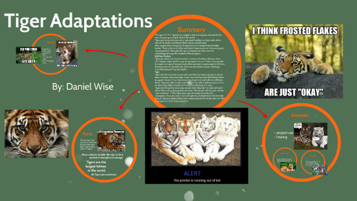 Tiger Adaptaions by D W on Prezi