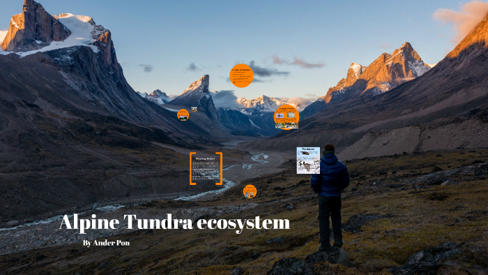 Himalayan Alpine Tundra ecosystem by Ander Pon on Prezi
