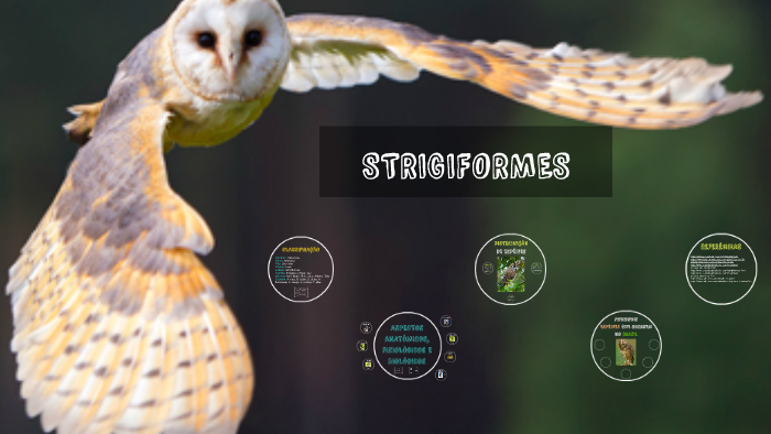 STRIGIFORMES by Érika P Caixeta on Prezi