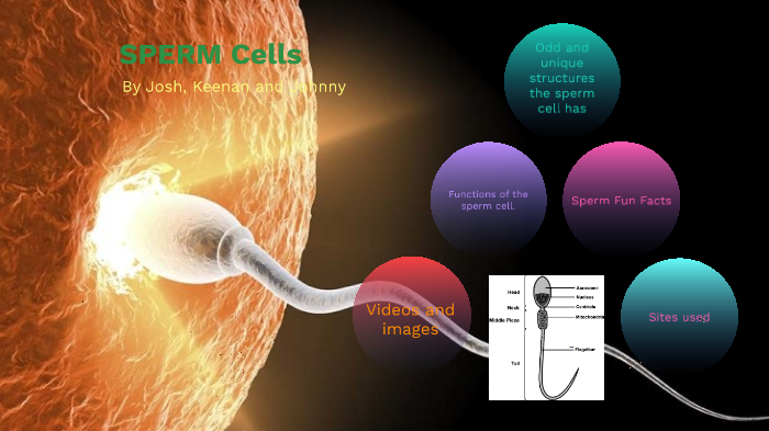 SPERM CELLS by Joshua Srey on Prezi