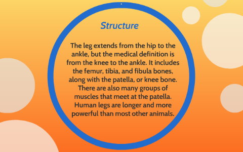 Evolution of Human Legs by sarah duggan on Prezi