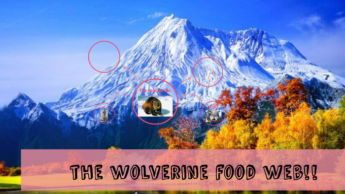 the wolverine food web!! by grace gold on Prezi