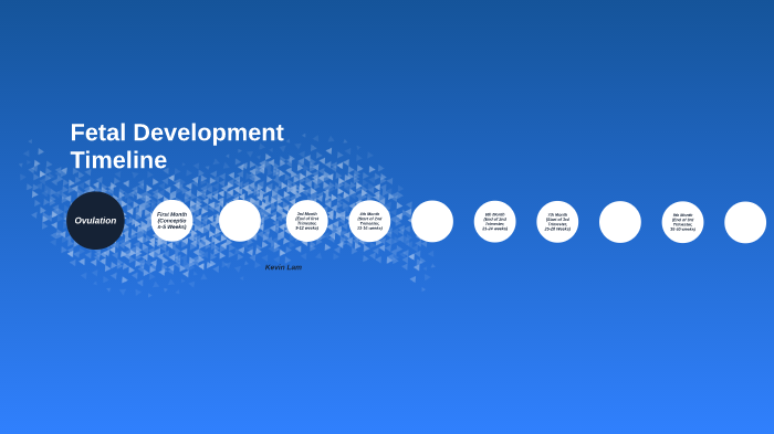 Fetal Development Timeline by Kevin Lam on Prezi