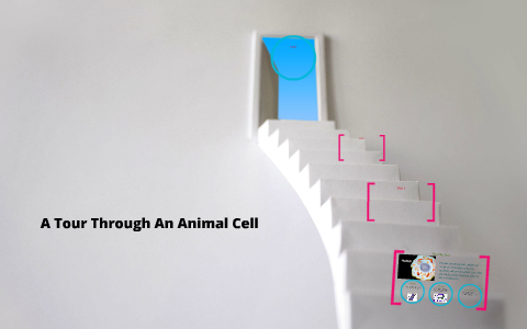 A Tour Through An Animal Cell by
