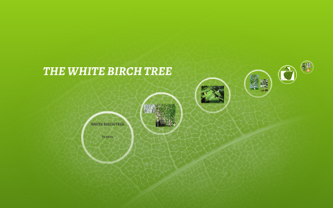 WHITE BRUCH TREE by Janna E on Prezi