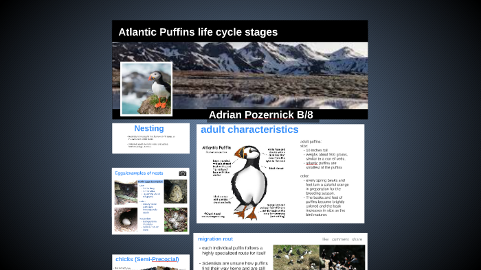 Atlantic Puffins life cycle stages by Adrian Pozernick on Prezi
