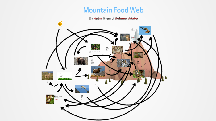 Mountain Food Web by Belema Dikibo on Prezi