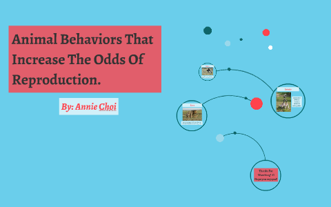 Animal Behaviors That Increase The Odds Of Reproduction. by Annie Choi ...