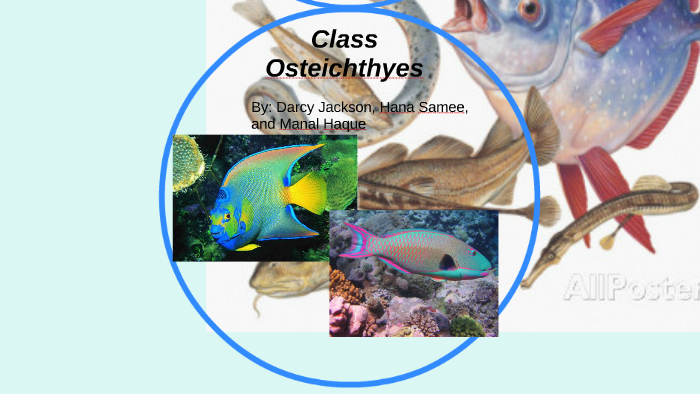 Class Osteichthyes by Darcy Jackson on Prezi