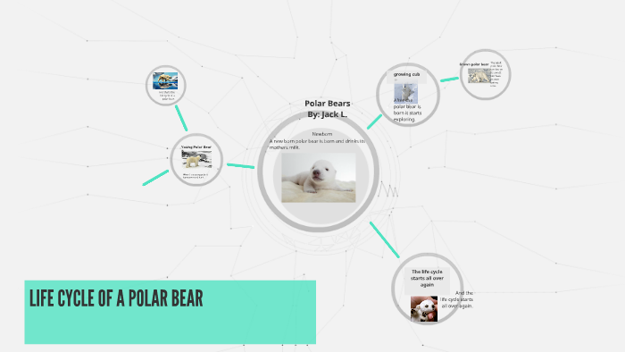 LIFE CYCLE OF A POLAR BEAR by Trisha Roney on Prezi