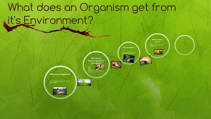 What does an Organism get from it's Environment? by Cole Robbert on Prezi