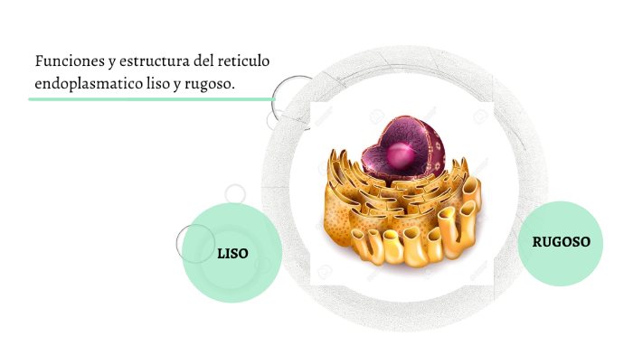 RETICULO ENDOPLASMATICO LISO Y RUGOSO by Ana Marcela Mendoza Machado on ...