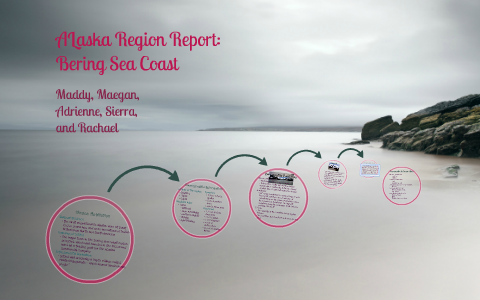 Bering Sea Coast Report by Rachael Tranum