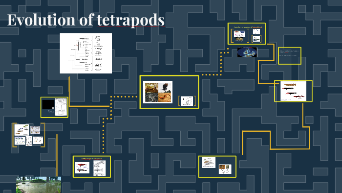 Evolution of tetrapods by Jennifer Dever on Prezi