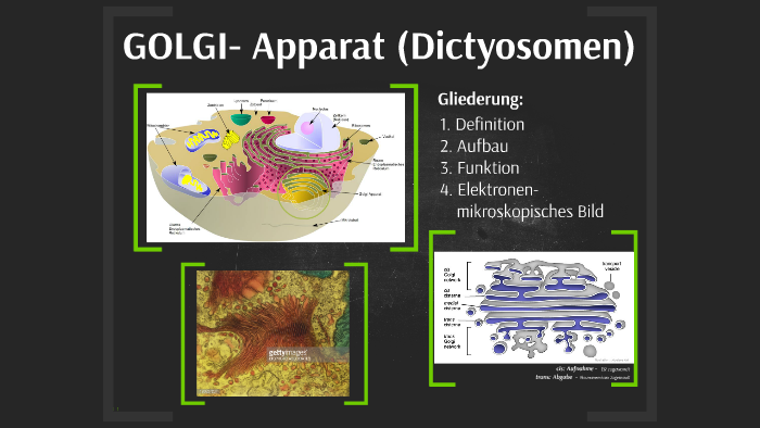 GOLGI- Apparat (Dictyosomen) by le na on Prezi
