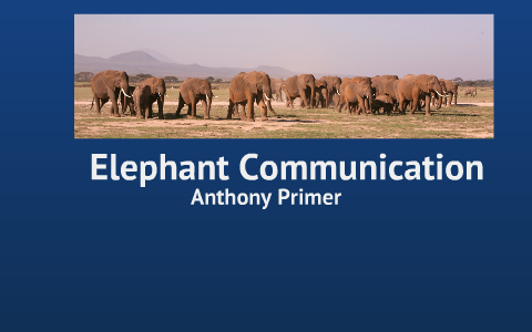 Elephant Communication by anthony primer on Prezi