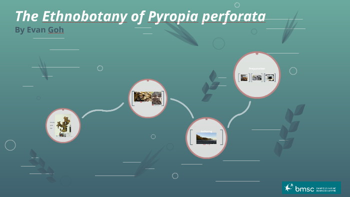Pyropia perforata by Fiona Chambers on Prezi