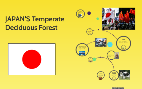 JAPAN'S Temperate Deciduous Forest by on Prezi