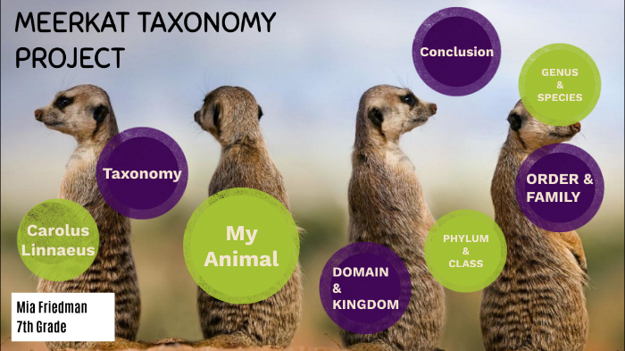 Meerkat Taxonomy Project by Mia Friedman on Prezi