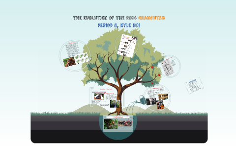 The Evolution of the 2014 Orangutan by Kyle Bui on Prezi